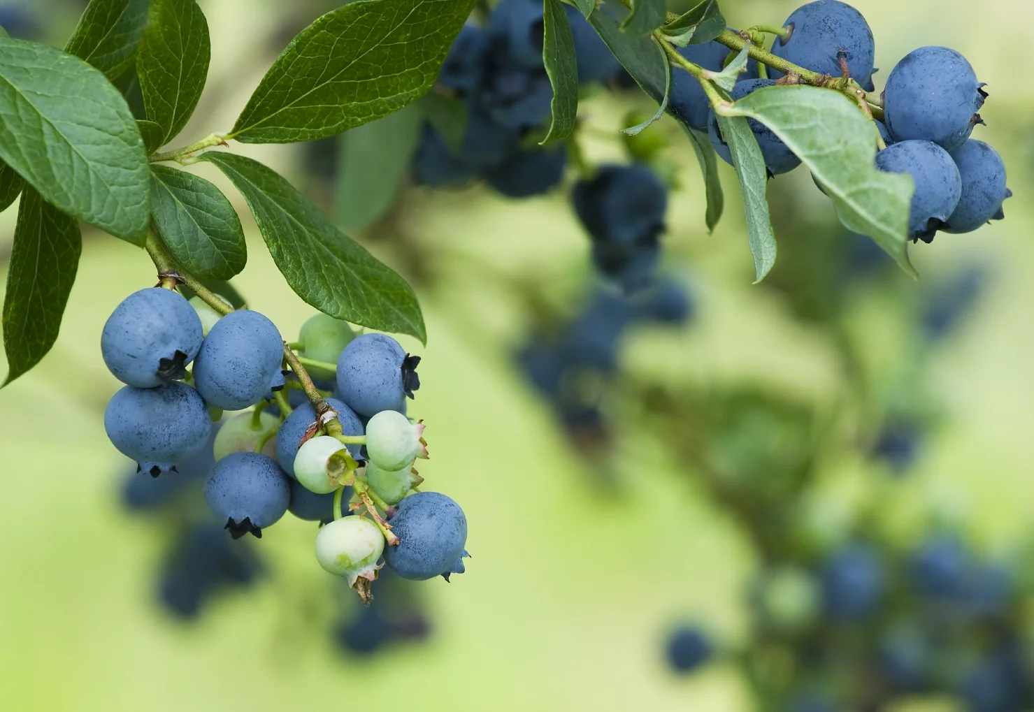 Blueberry — California Tropical Fruit Tree Nursery