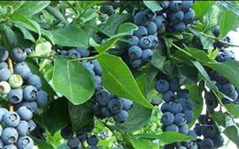 Blueberry — California Tropical Fruit Tree Nursery