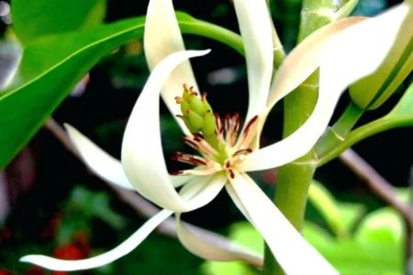 Champaca — California Tropical Fruit Tree Nursery