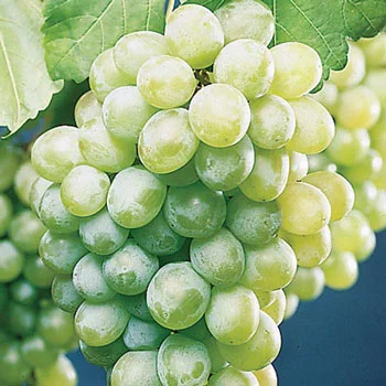 Grapes — California Tropical Fruit Tree Nursery