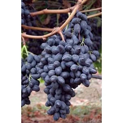 Grapes — California Tropical Fruit Tree Nursery