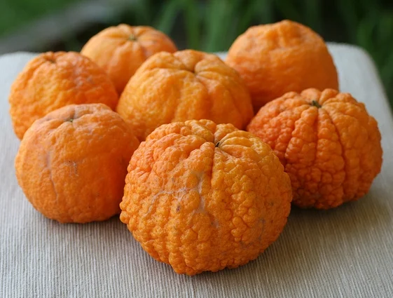 Mandarin Tangerine — California Tropical Fruit Tree Nursery