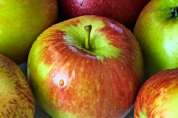 Apple Trees For Sale in Southern California — California Tropical Fruit ...