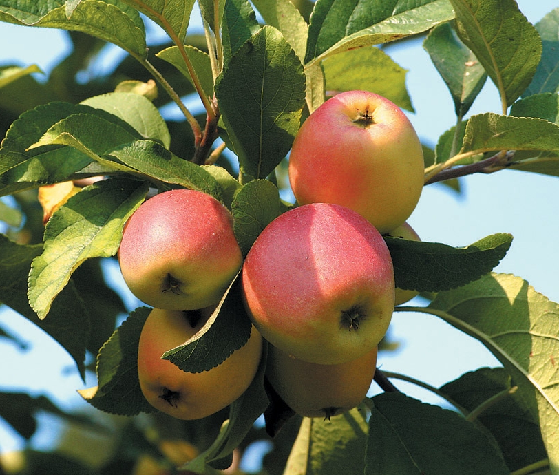 Apple Trees For Sale in Southern California — California Tropical Fruit ...