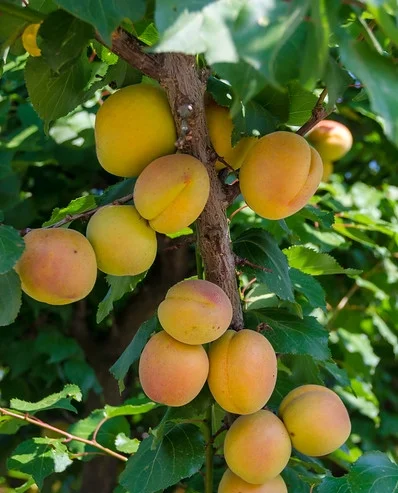Apricot Tree for Sale in Southern California — California Tropical ...