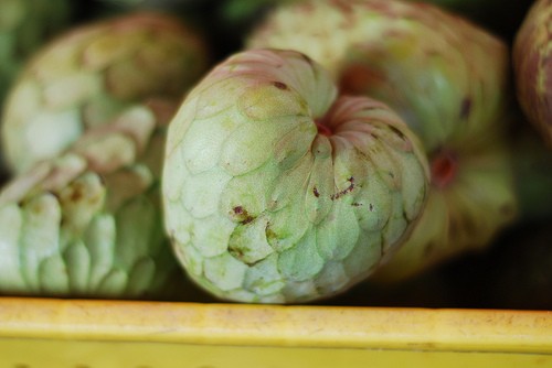 Cherimoya Trees for Sale in Southern California — California Tropical ...