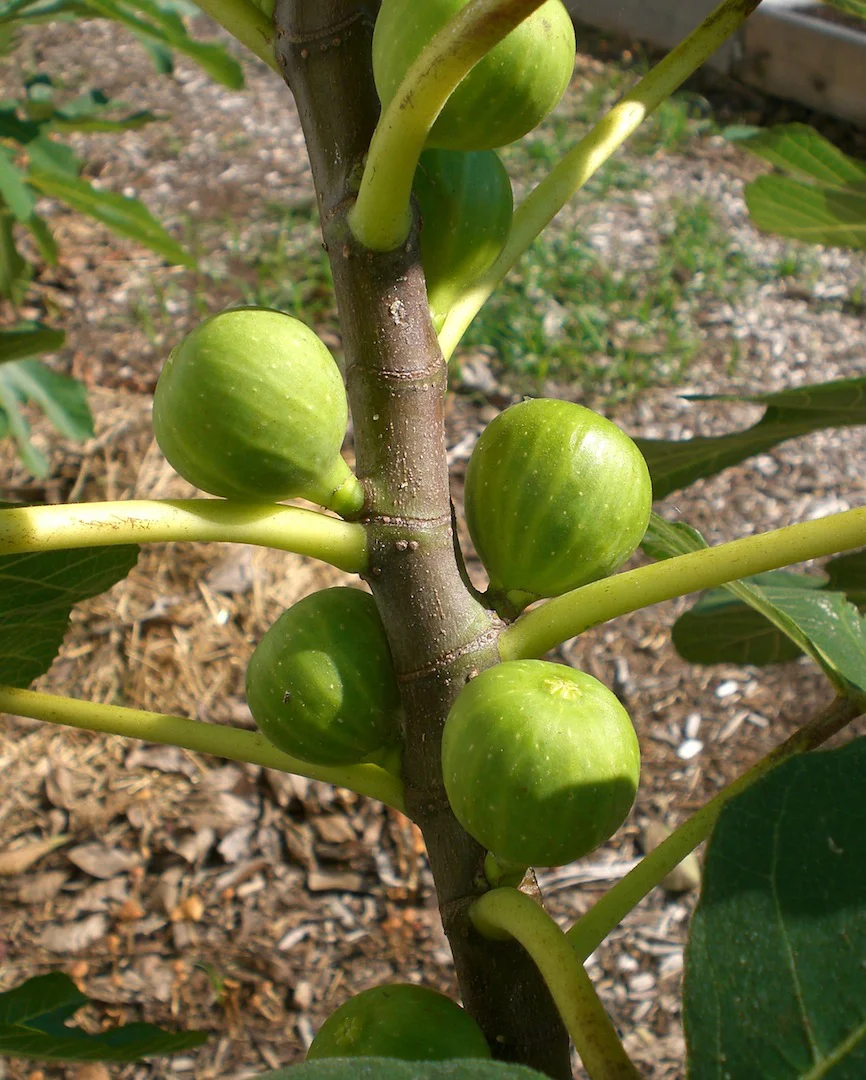 Fig Trees for Sale in Southern California — California Tropical Fruit ...