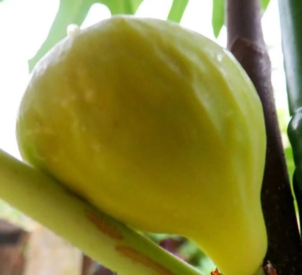 Fig Trees for Sale in Southern California — California Tropical Fruit ...