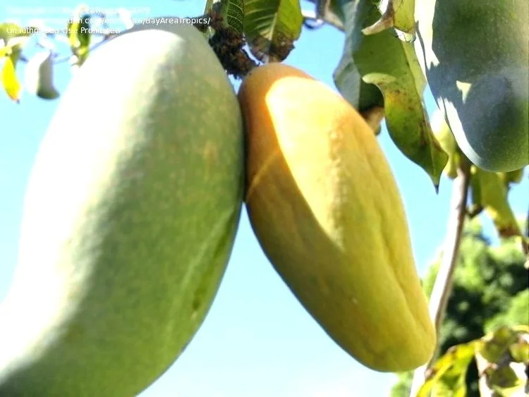 Mango — California Tropical Fruit Tree Nursery