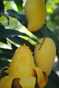 Mango — California Tropical Fruit Tree Nursery