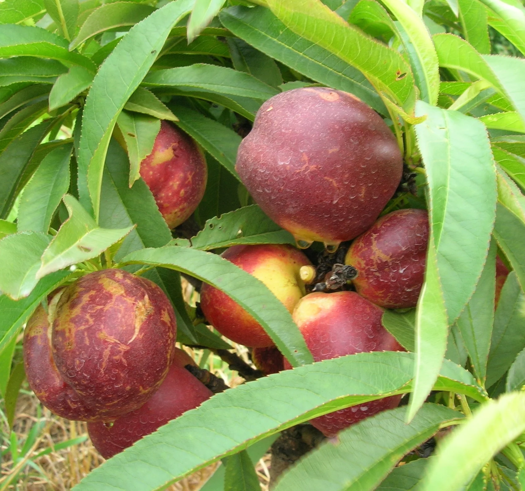 Nectarine Trees for Sale in Southern California — California Tropical ...