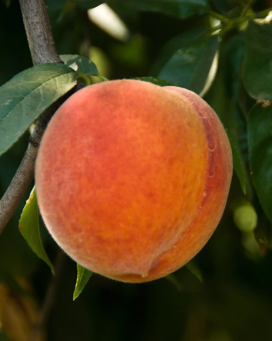Peach Trees for Sale in Southern California — California Tropical Fruit ...