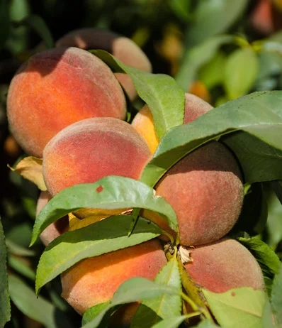 Peach Trees for Sale in Southern California — California Tropical Fruit ...