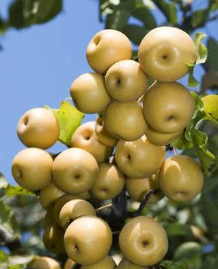 Pear Trees for Sale in Southern California — California Tropical Fruit ...