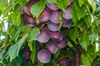 Plum Trees for Sale in Southern California — California Tropical Fruit ...