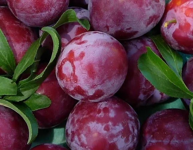 Plum Trees for Sale in Southern California — California Tropical Fruit ...