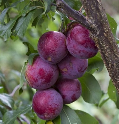 Plum Trees for Sale in Southern California — California Tropical Fruit ...