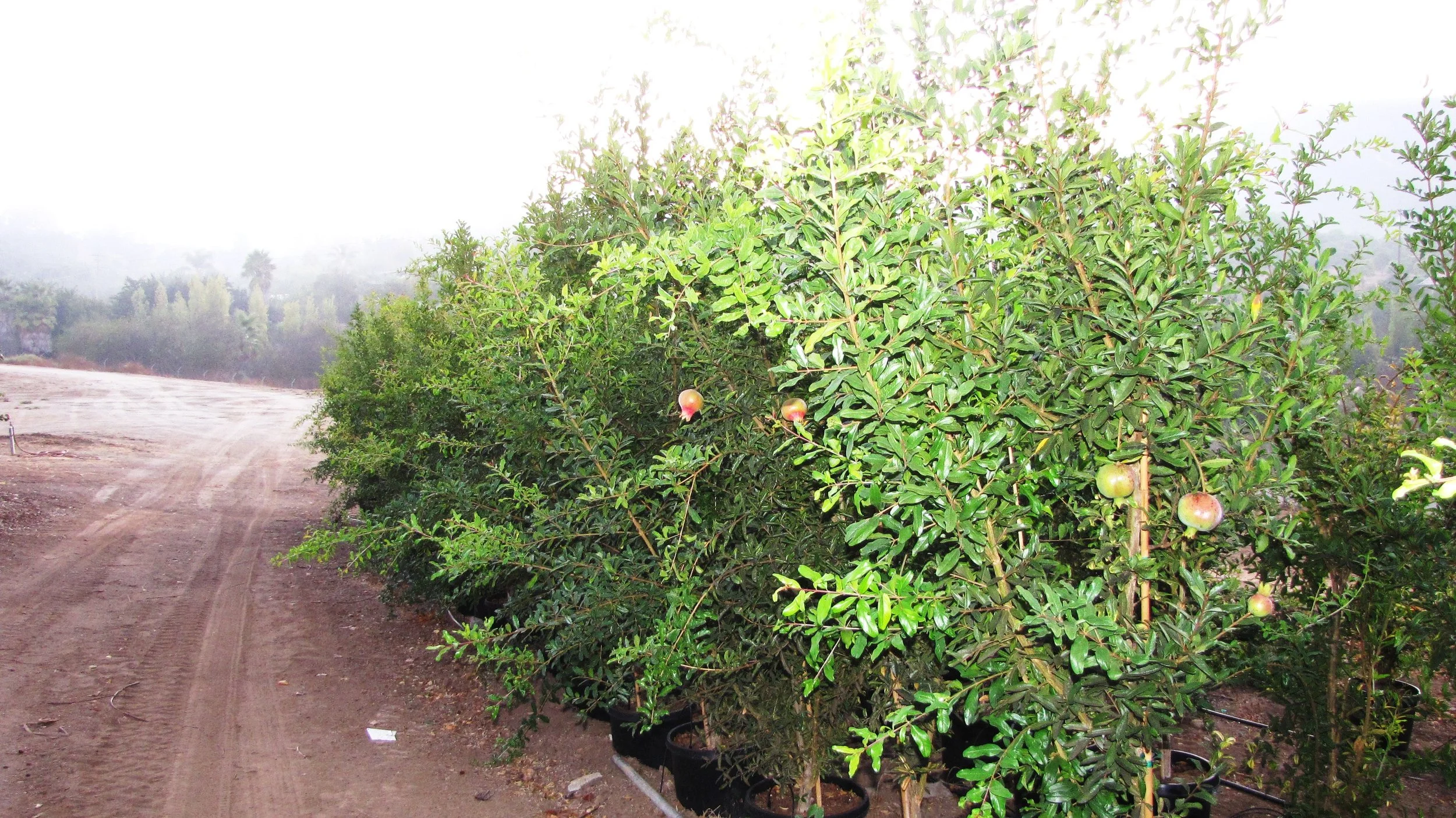 Pomegranate — California Tropical Fruit Tree Nursery