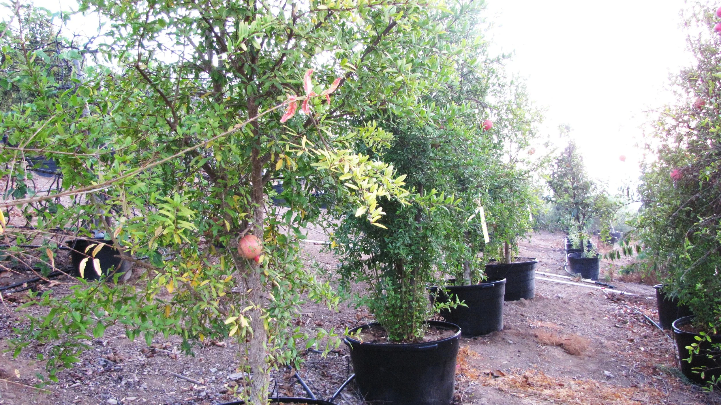 Pomegranate — California Tropical Fruit Tree Nursery