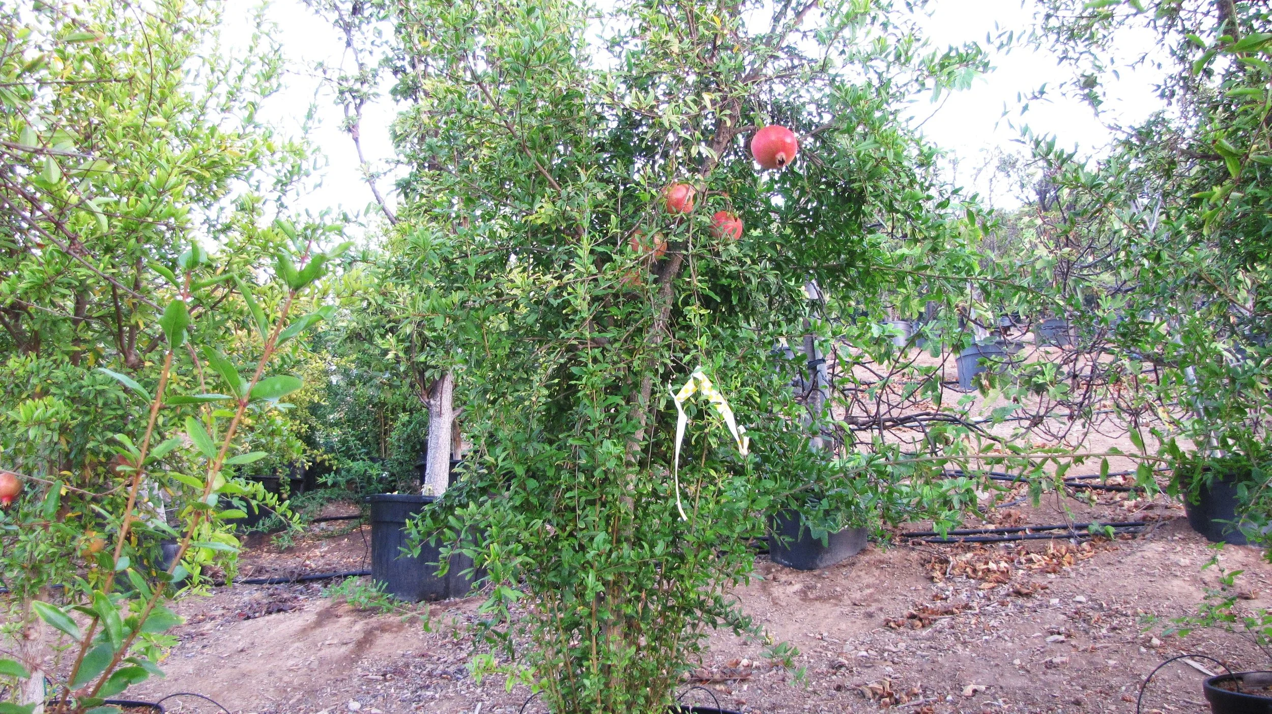 Pomegranate — California Tropical Fruit Tree Nursery