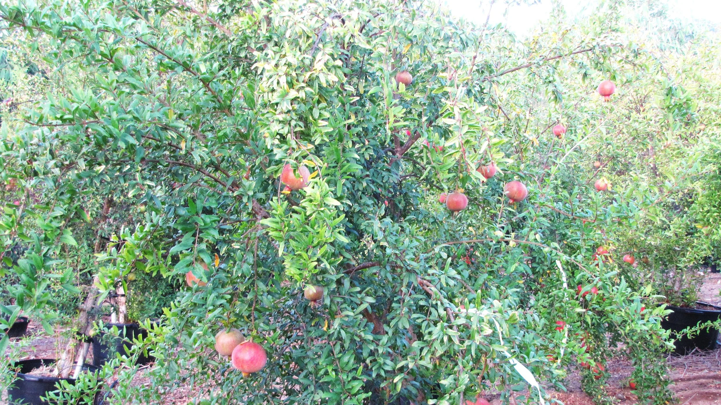 Pomegranate — California Tropical Fruit Tree Nursery