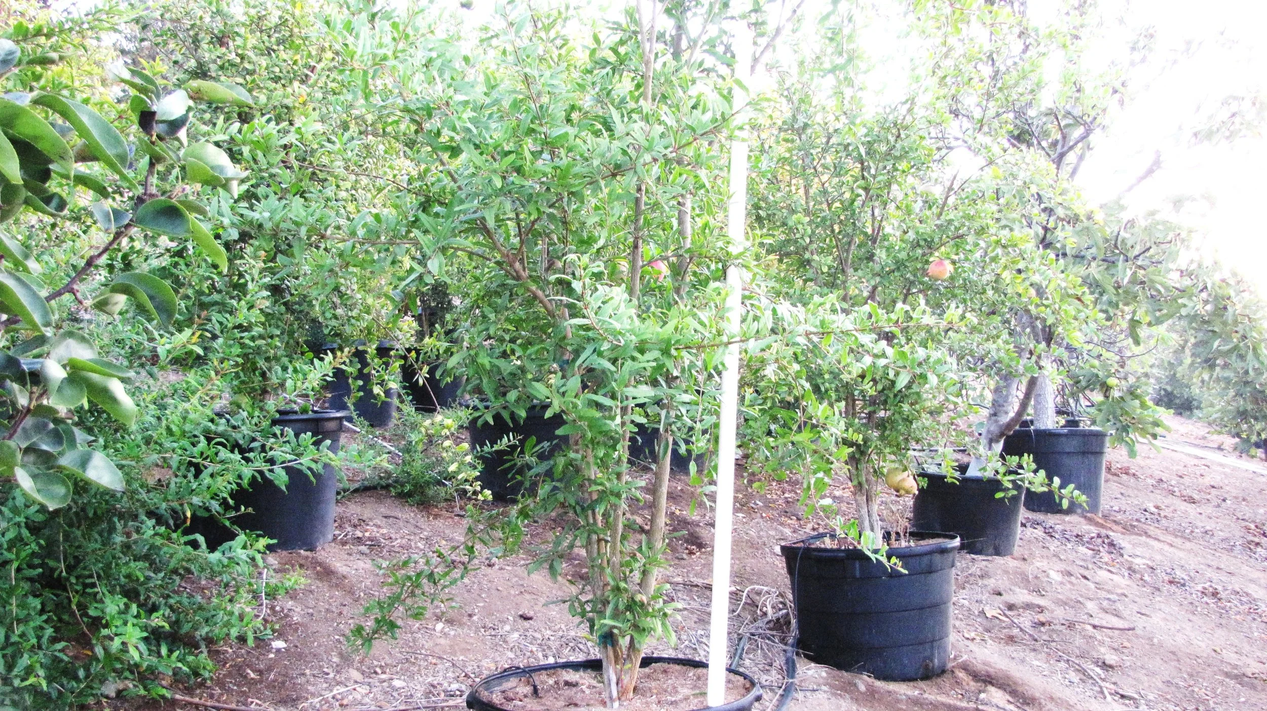 Pomegranate — California Tropical Fruit Tree Nursery