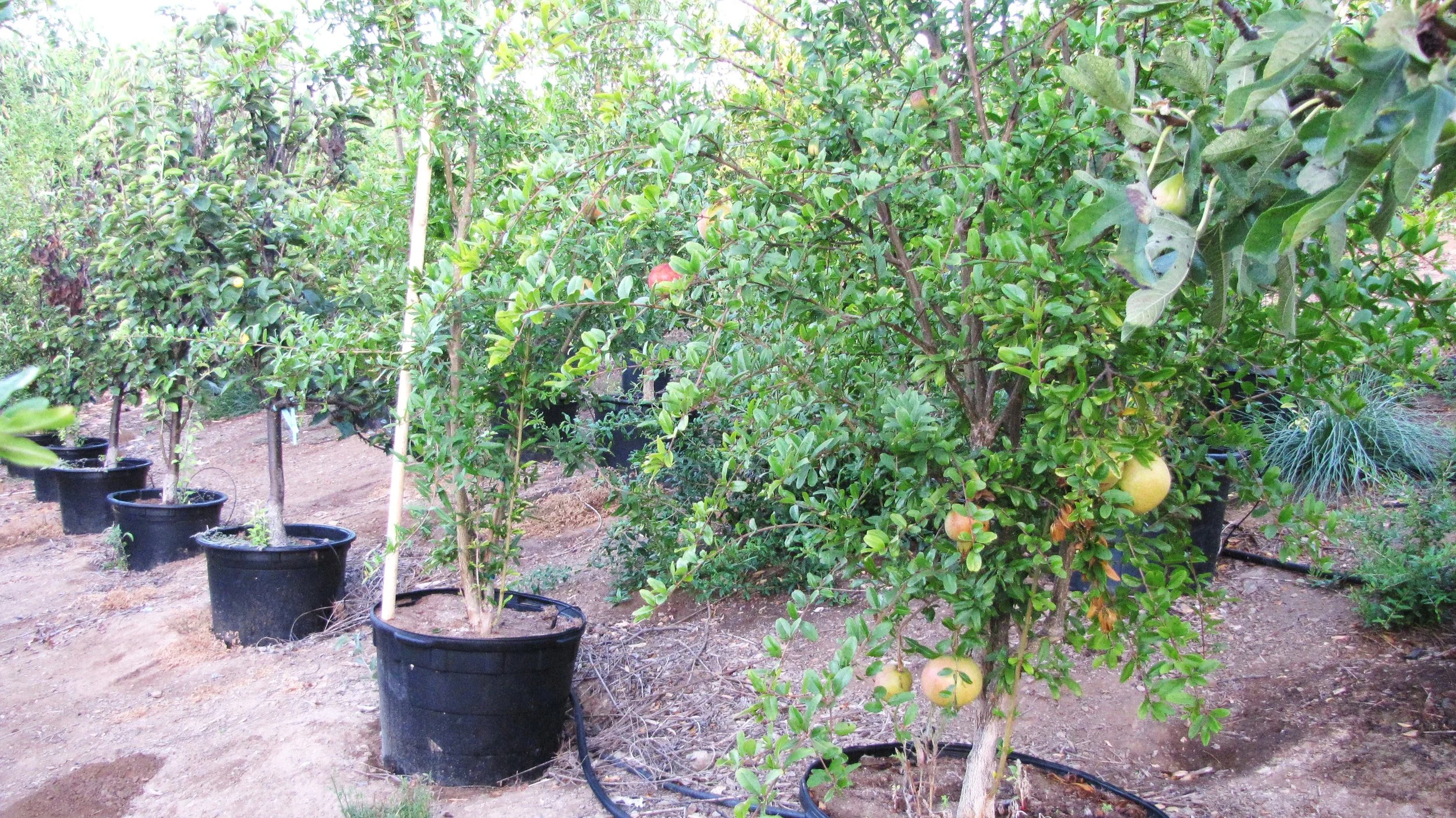 Pomegranate — California Tropical Fruit Tree Nursery