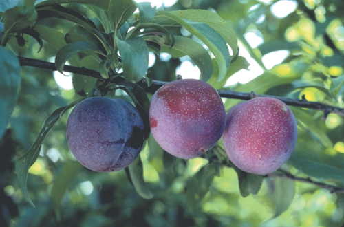 Plum Trees for Sale in Southern California — California Tropical Fruit ...