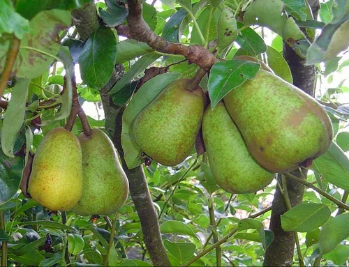 Pear — California Tropical Fruit Tree Nursery