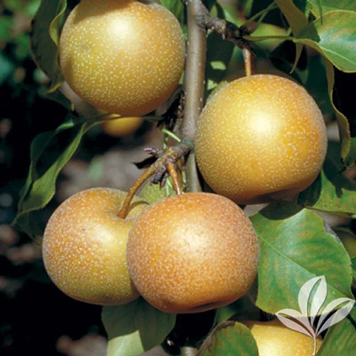 Pear Trees for Sale in Southern California — California Tropical Fruit ...
