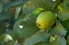 Guava Trees for Sale in Southern California — California Tropical Fruit ...