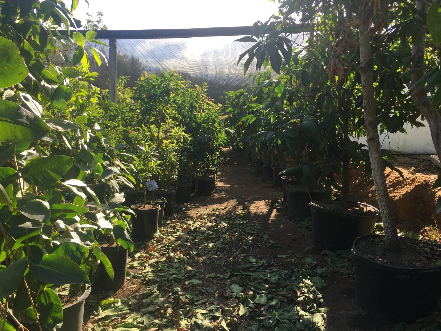 How to Buy — California Tropical Fruit Tree Nursery