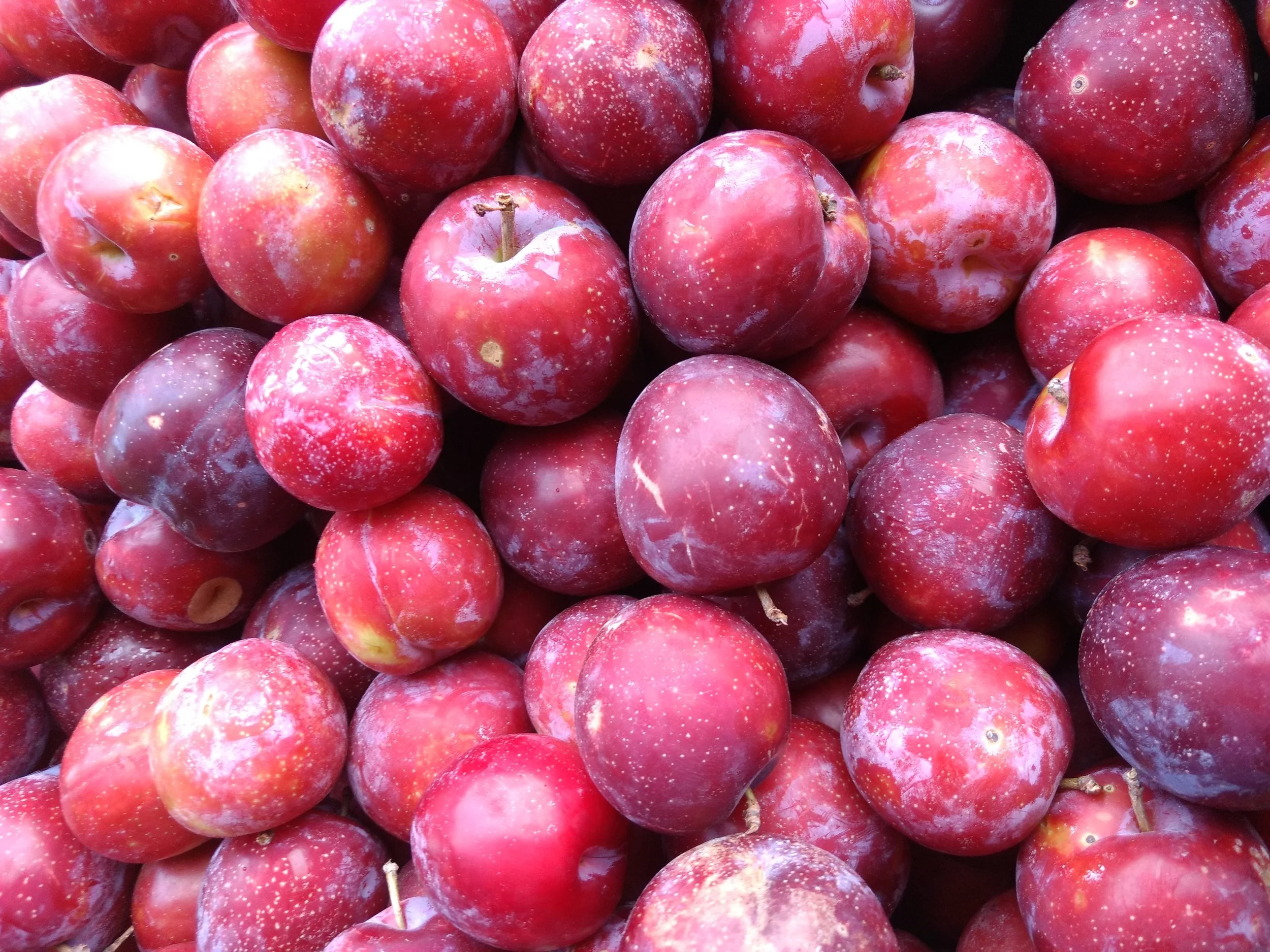 Plumcot Trees for Sale in Southern California — California Tropical ...