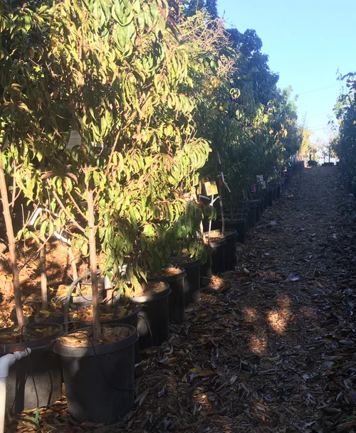 How to Buy — California Tropical Fruit Tree Nursery