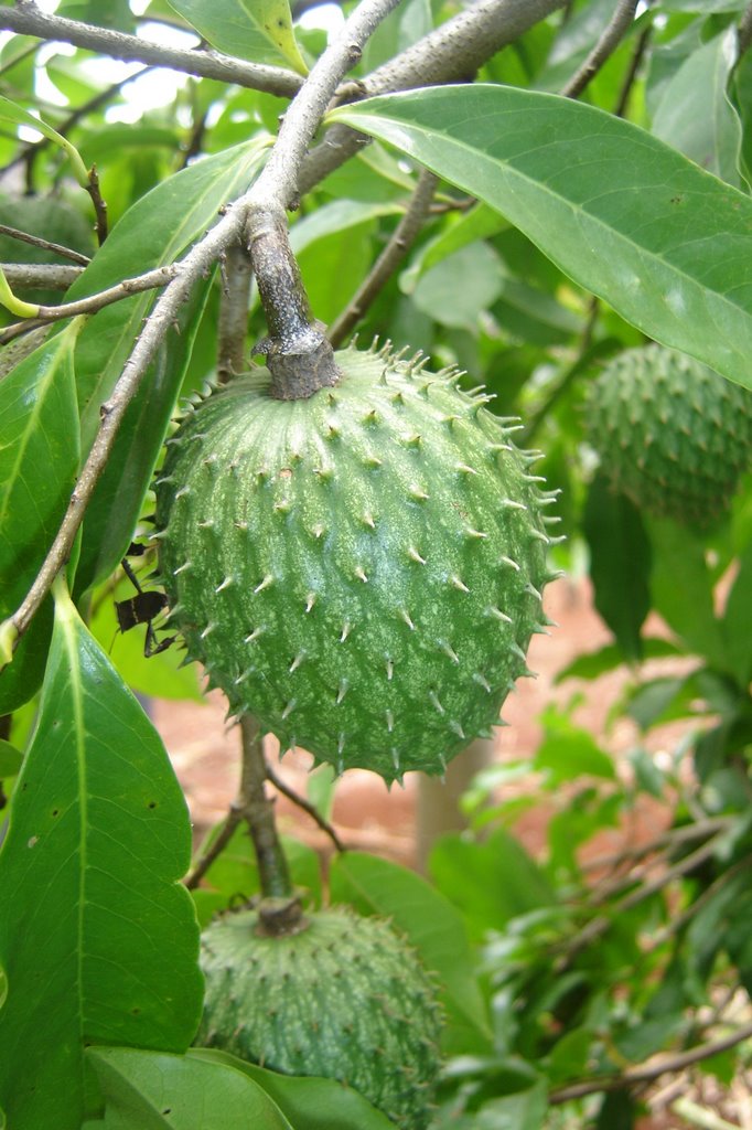 The No-Grow List — California Tropical Fruit Tree Nursery