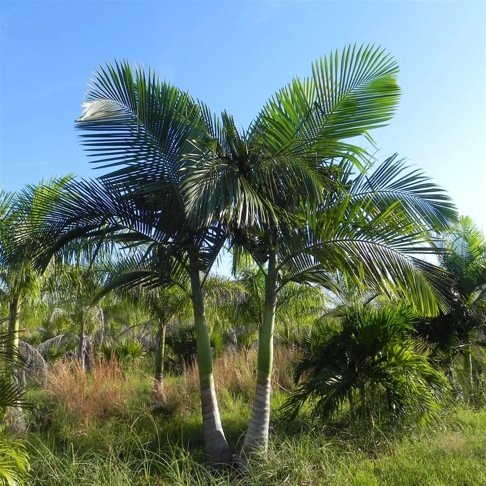 Palm Trees for Sale in Southern California — California Tropical Fruit ...