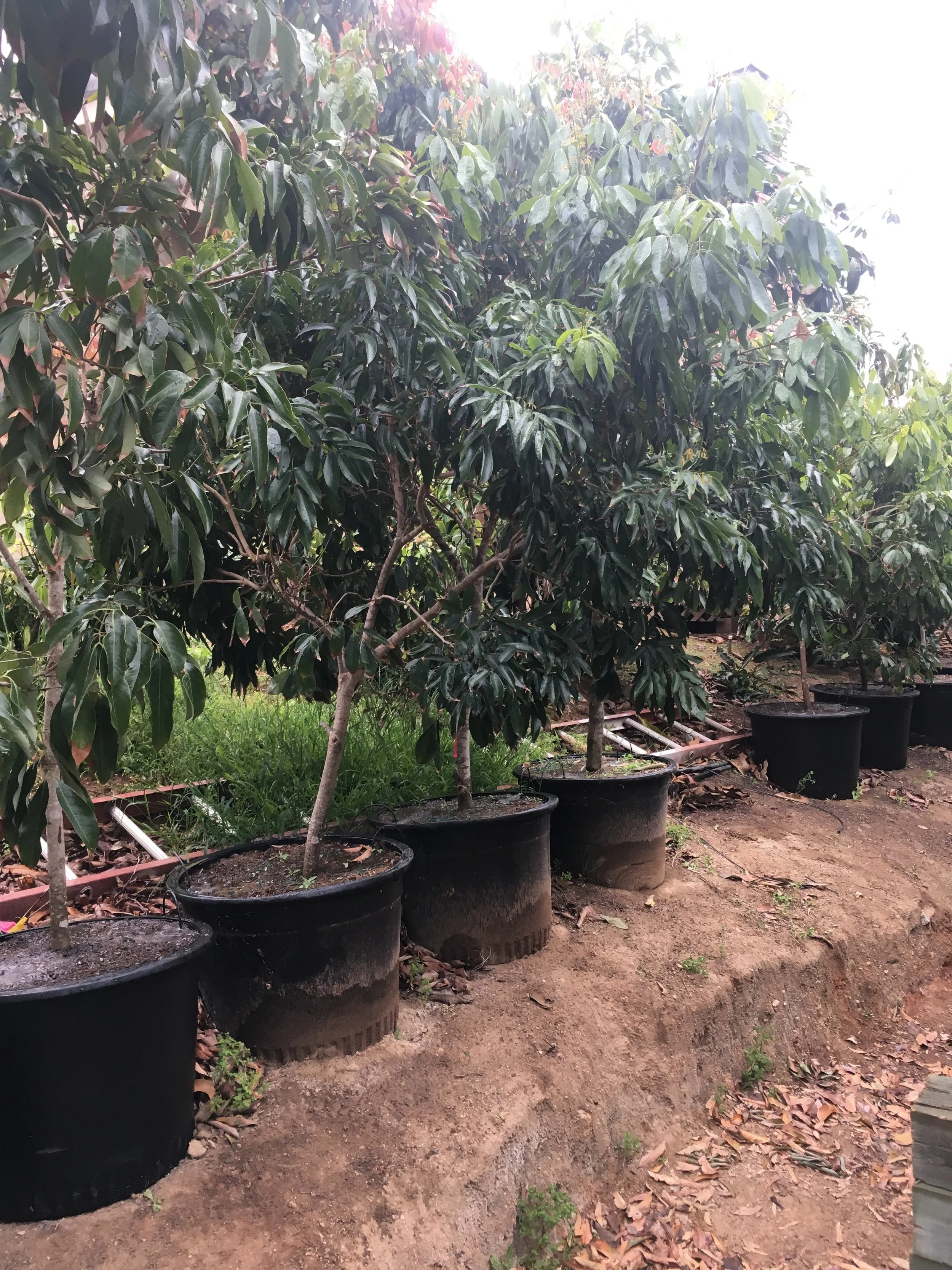 How to Buy — California Tropical Fruit Tree Nursery