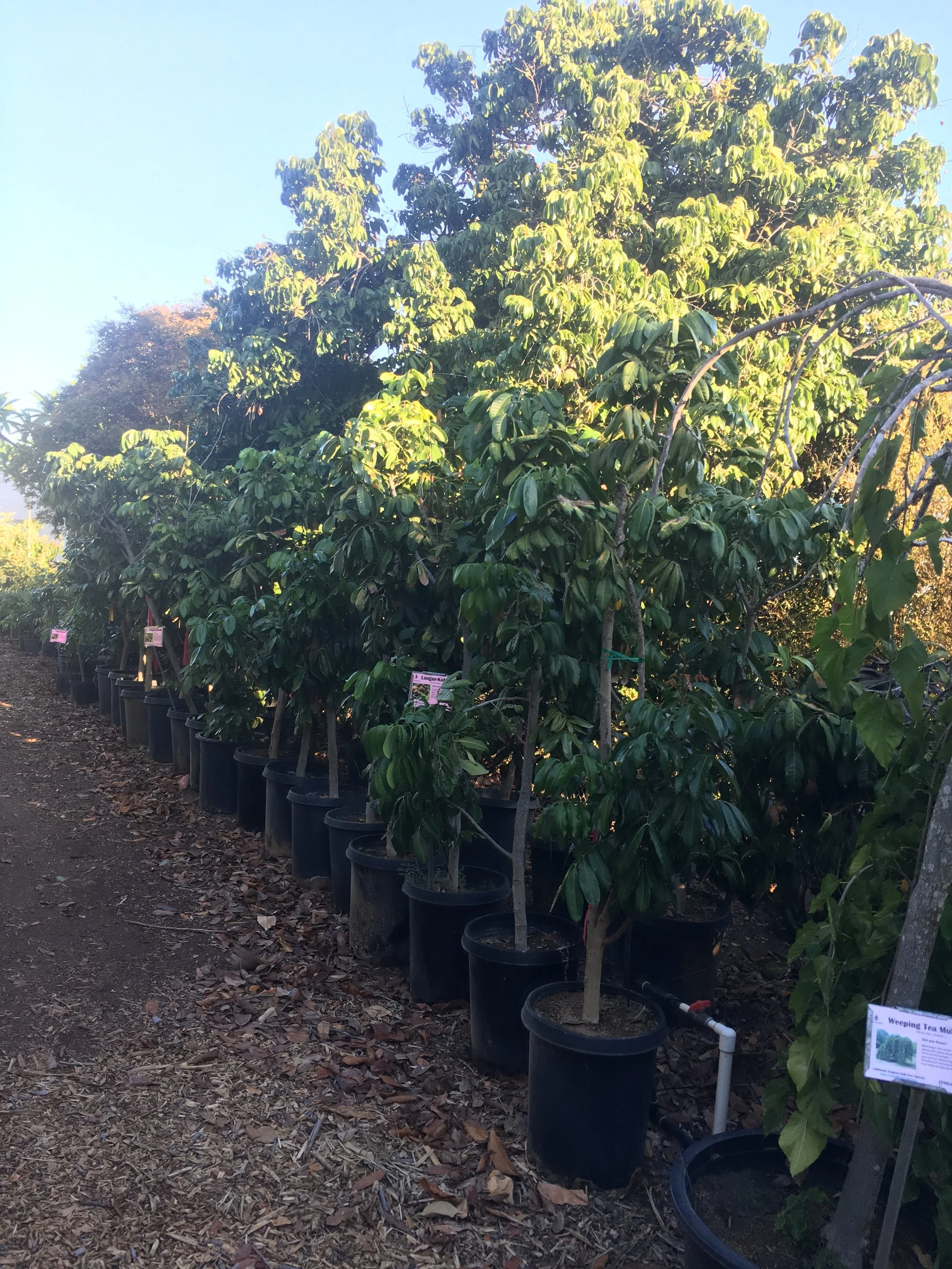 How to Buy — California Tropical Fruit Tree Nursery