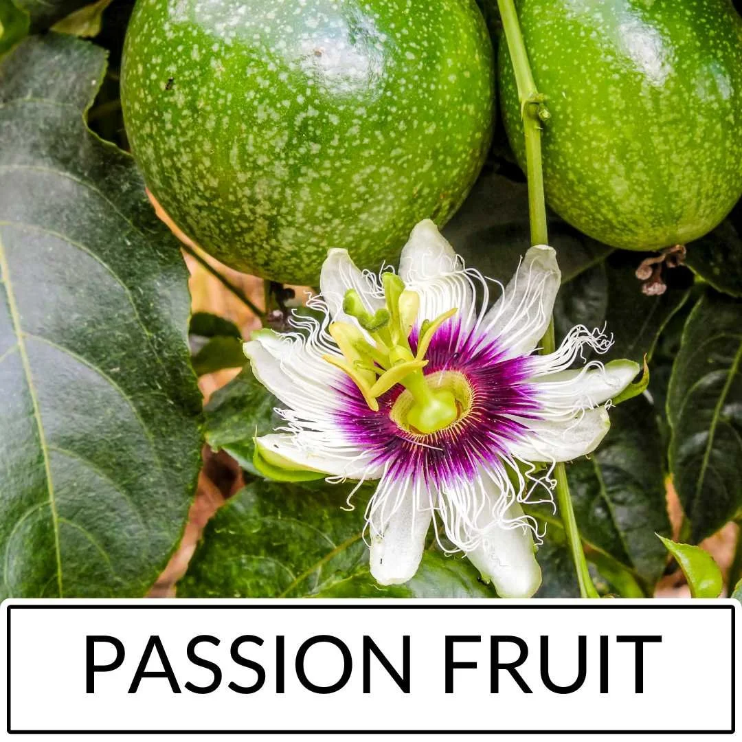 California Tropical Fruit Tree Nursery