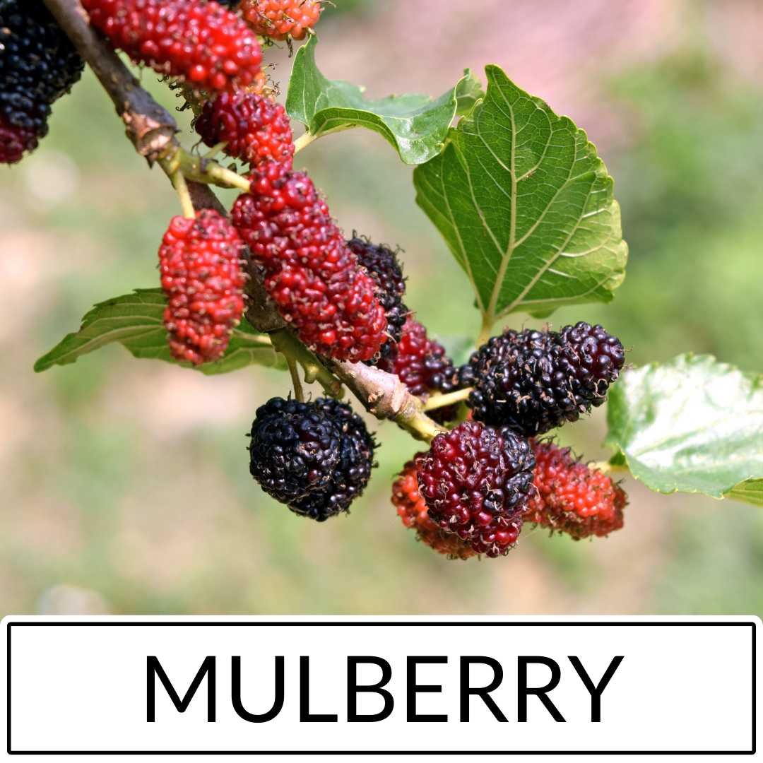 California Tropical Fruit Tree Nursery