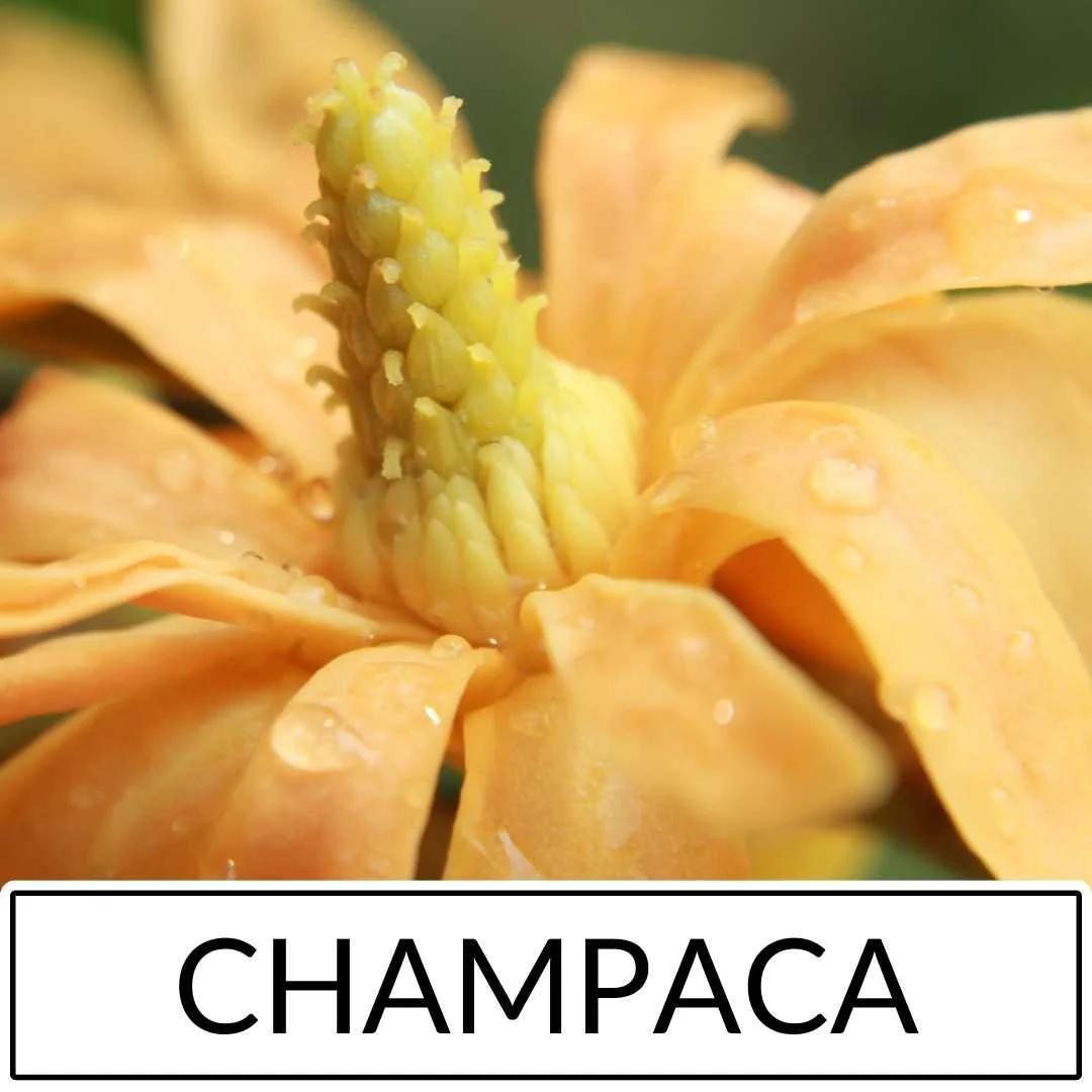 California Tropical Fruit Tree Nursery