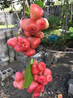 Wax Jambu for Sale in Southern California — California Tropical Fruit ...