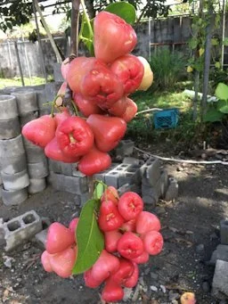 Wax Jambu for Sale in Southern California — California Tropical Fruit ...