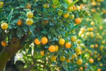California Tropical Fruit Trees | Vista’s Mature Fruit Tree Nursery