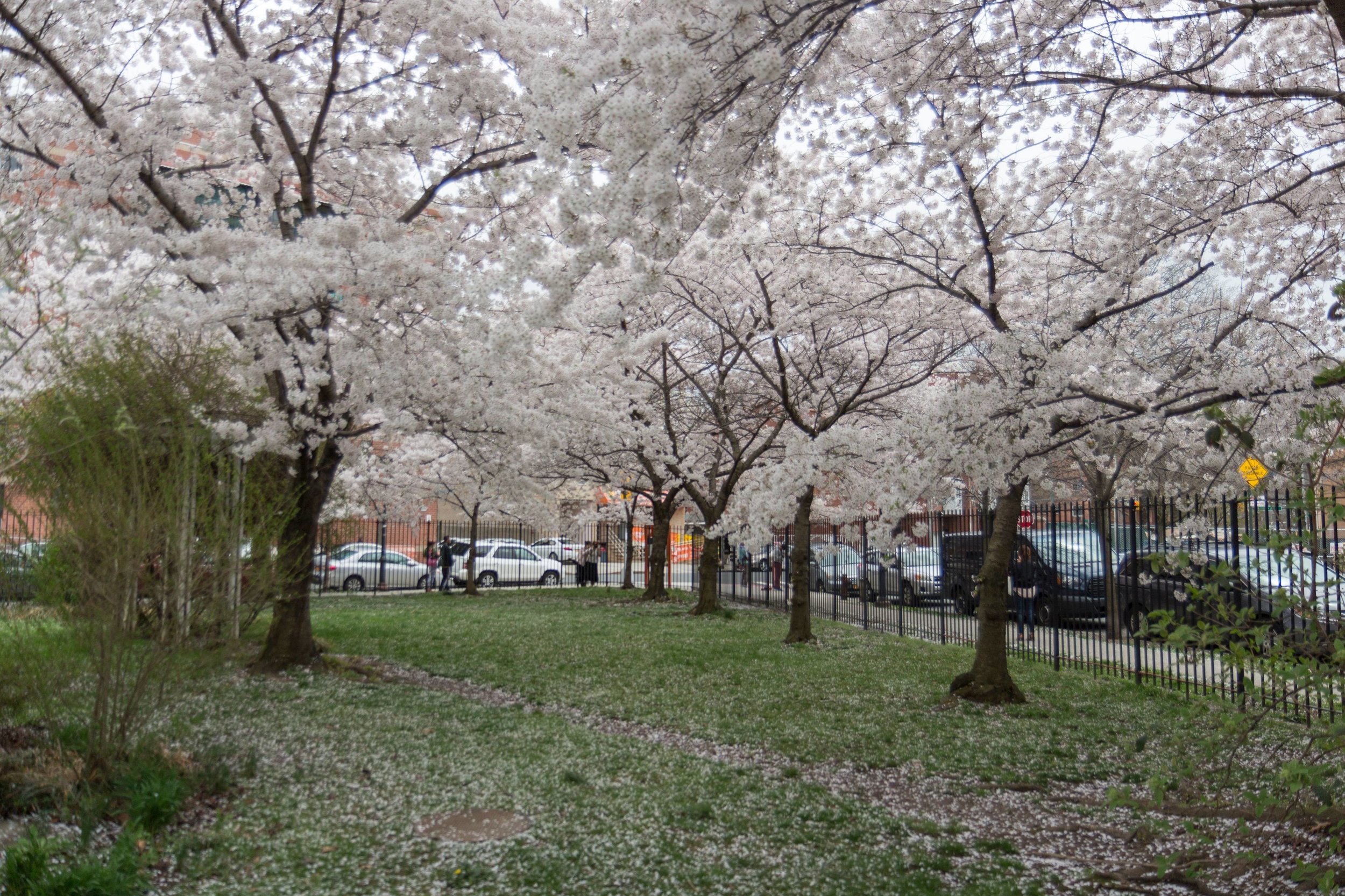Borough Blooms: Here are the 4 best spots to see cherry blossoms ...