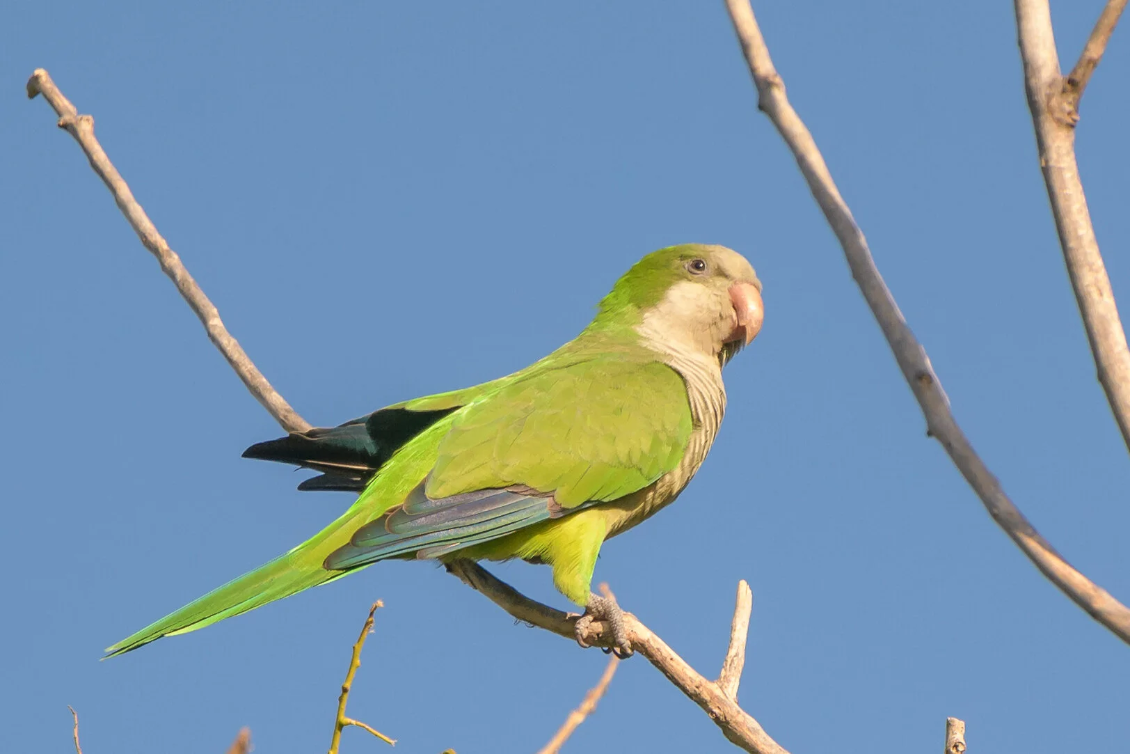 From Ravenswood to Rockaway flocks, the Eagle brings you the birds of ...