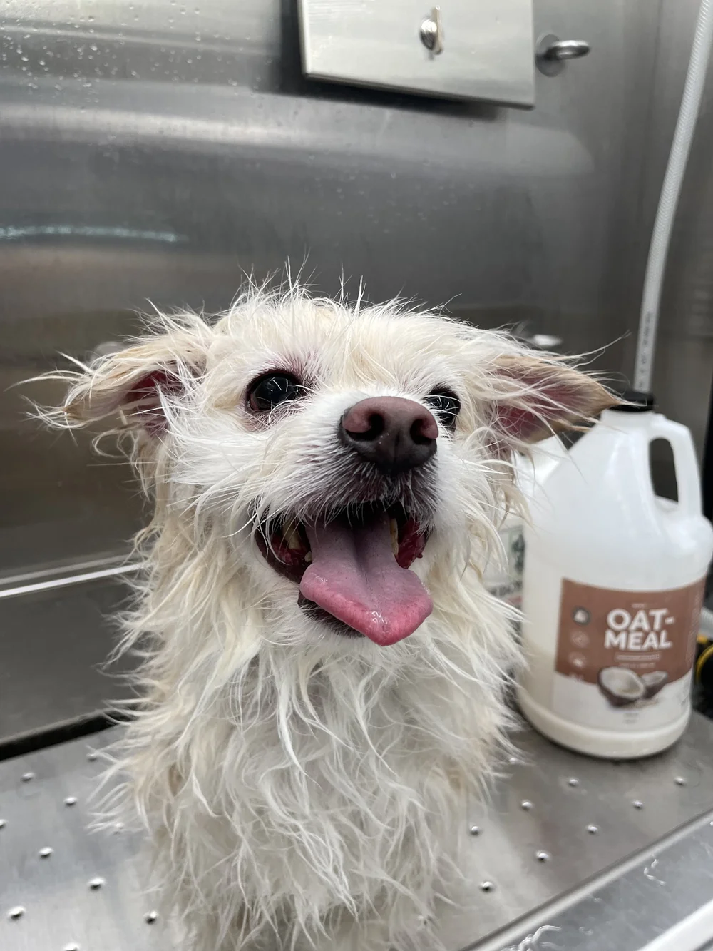 Seattle Dog Wash | Mobile Dog Grooming | Pet Hair Cuts | Pet Spa