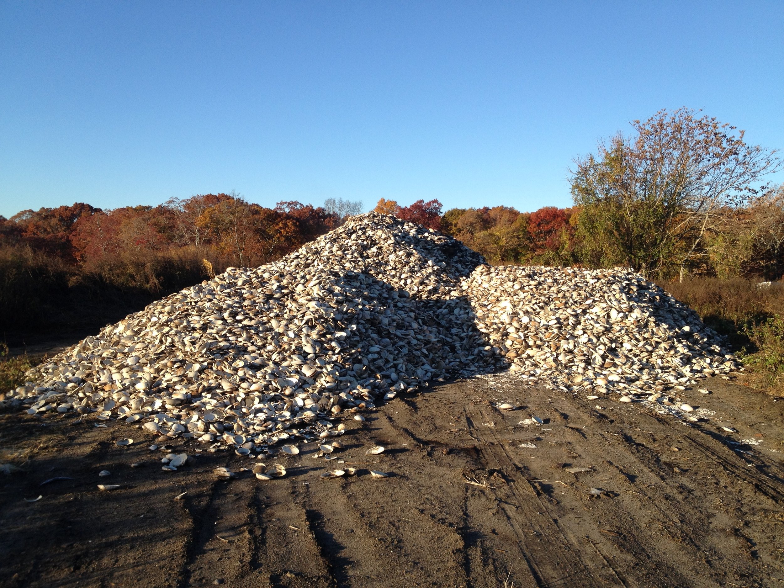 Our Oyster — Indian River Shellfish