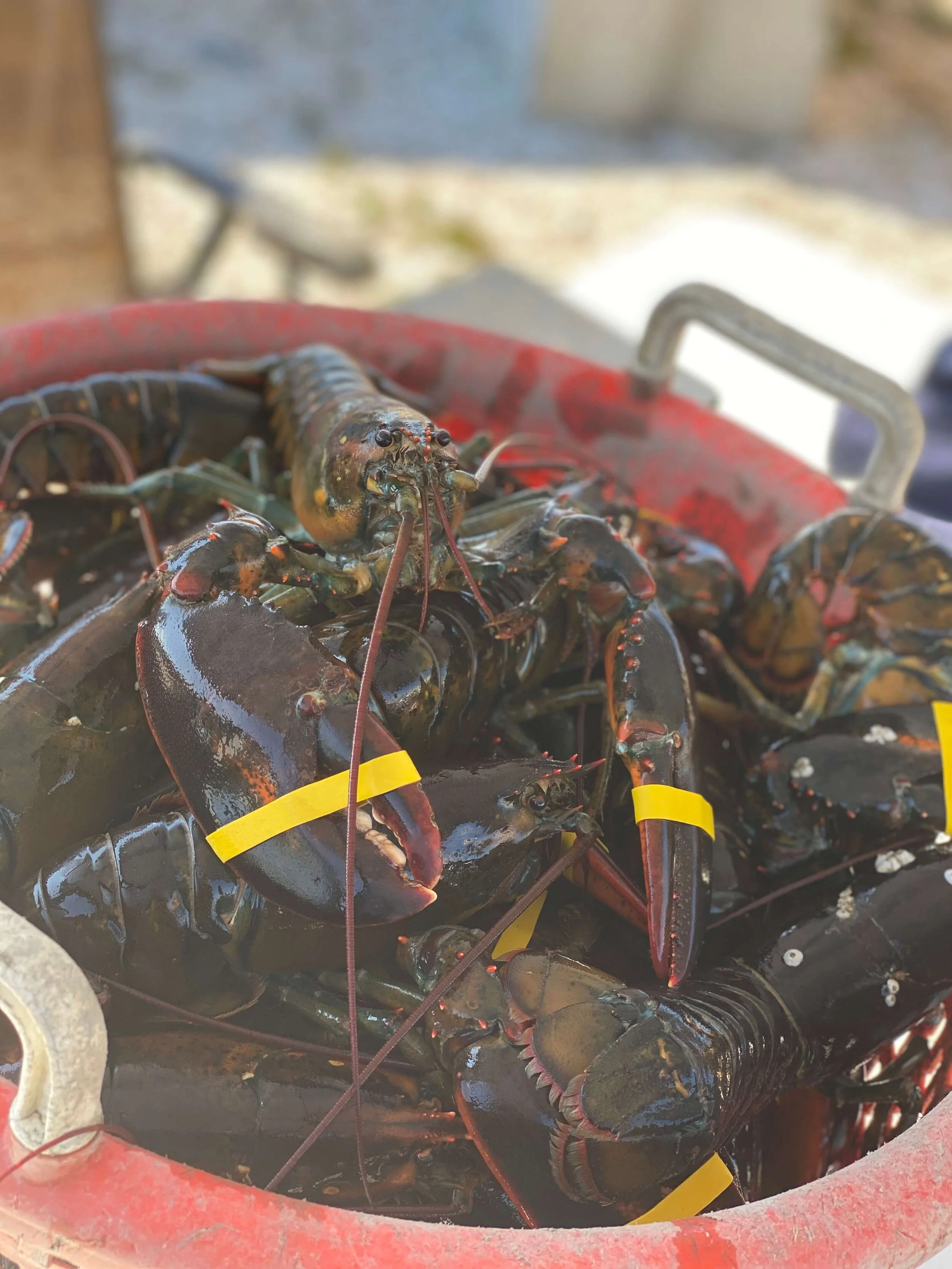 Lobsters — Indian River Shellfish
