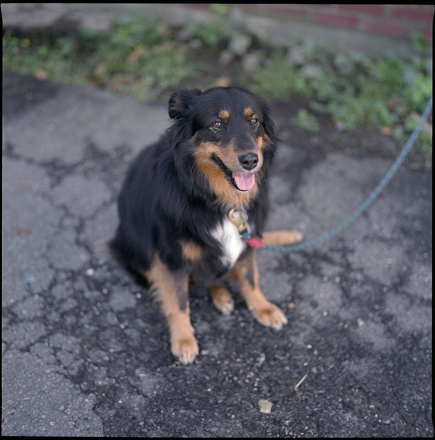 All Dogs are Good Dogs — Emily Baron